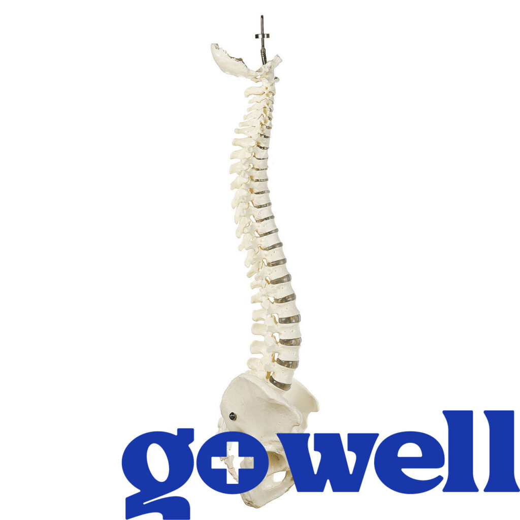 Human Vertebral Colum And pelvis(Skeleton) - Go well