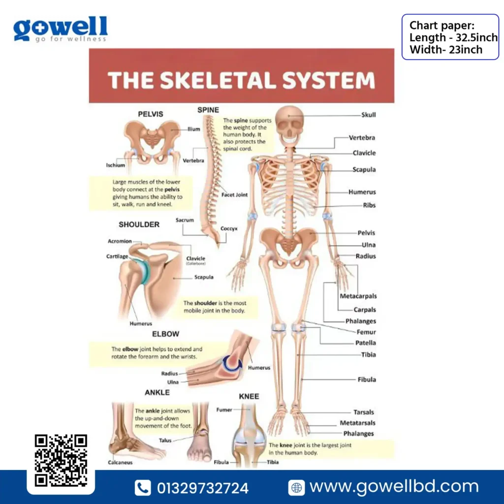 Top 5 Reasons Why The Skeletal System Model Is Essential For Learning ...