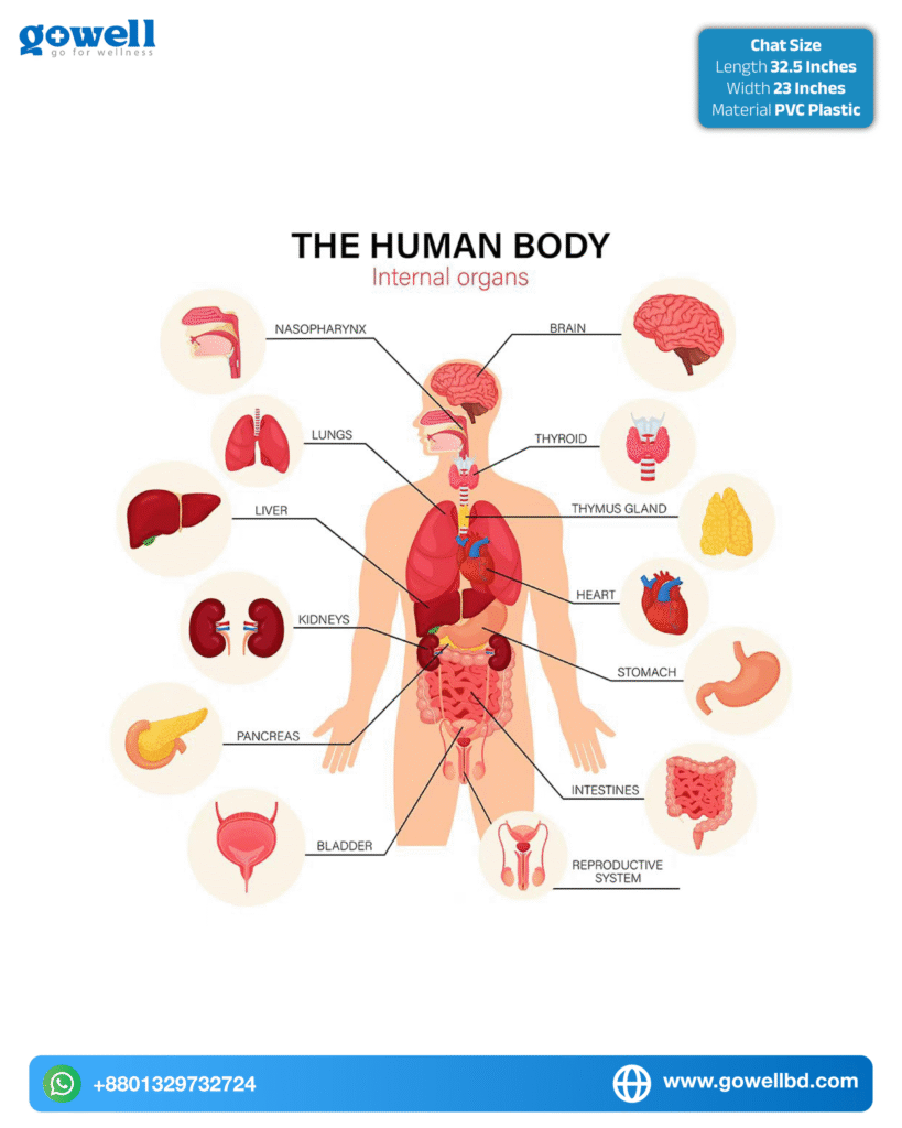 Human Internal Organs Poster - Detailed Anatomy Chart - Go Well