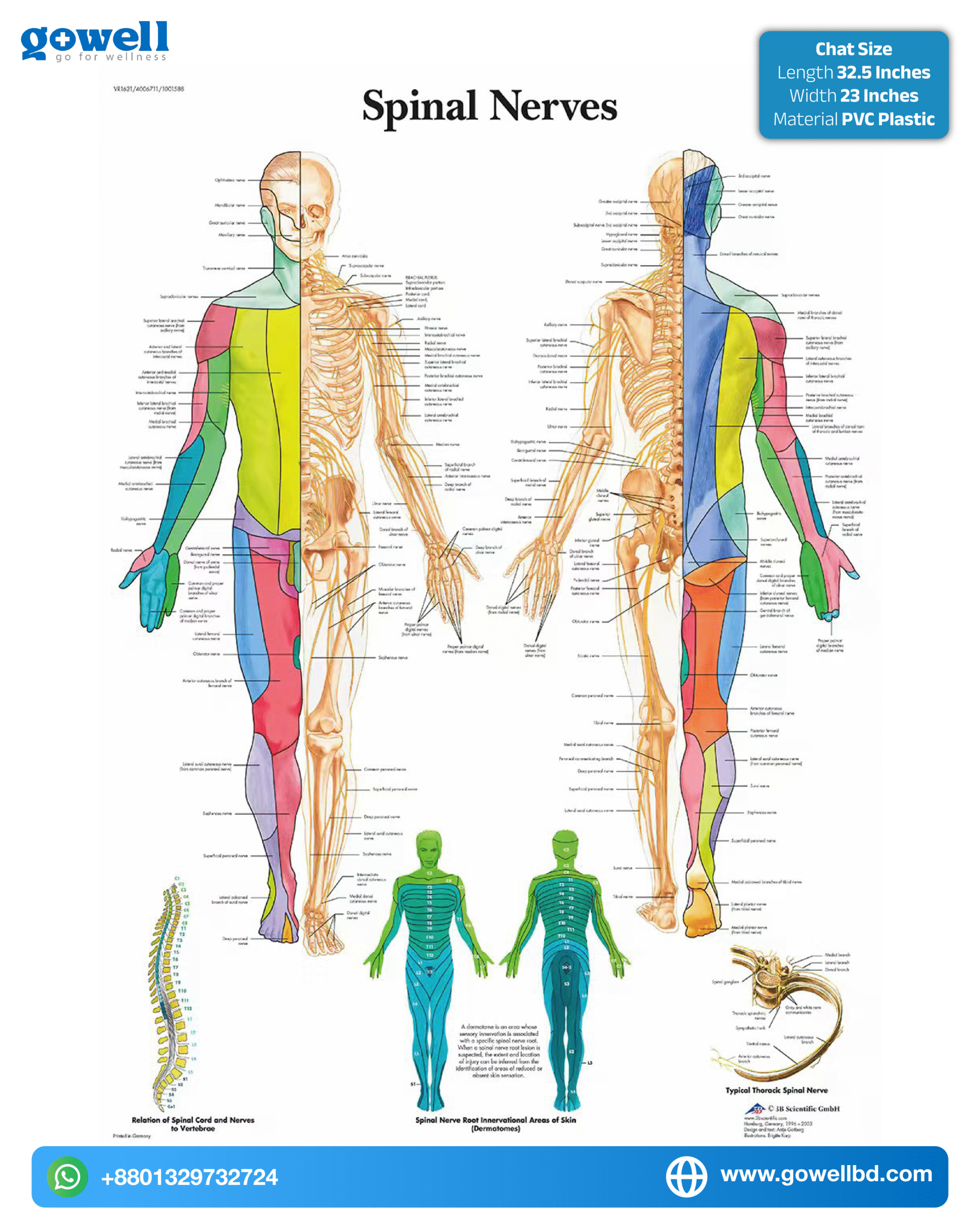 Spinal Nerves Poster — Dermatome & Nerve Pathway Chart - Go Well